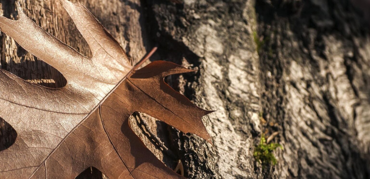 Oud hout - Twan Jansen